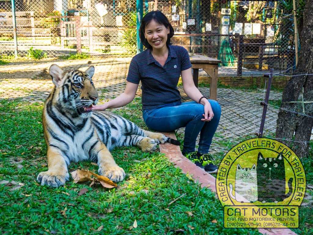Tiger Kingdom Chiang Mai: An Adventure With Big Cats